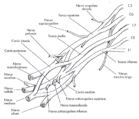 Plessi Nervosi - Medicinafisica.it