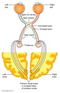 Le Vie Sensitive - Neuroanatomia - Medicinafisica.it